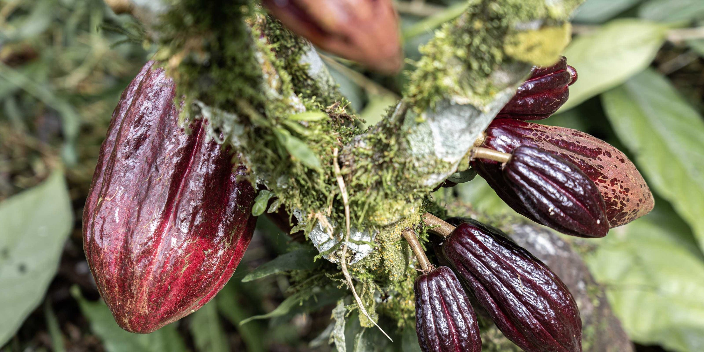 Buy Rausch | fine cocoa chocolates, pralines and gifts online